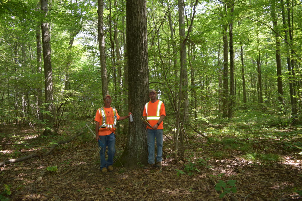 FSC Certification Signifies Sustainability - Townsend Lumber